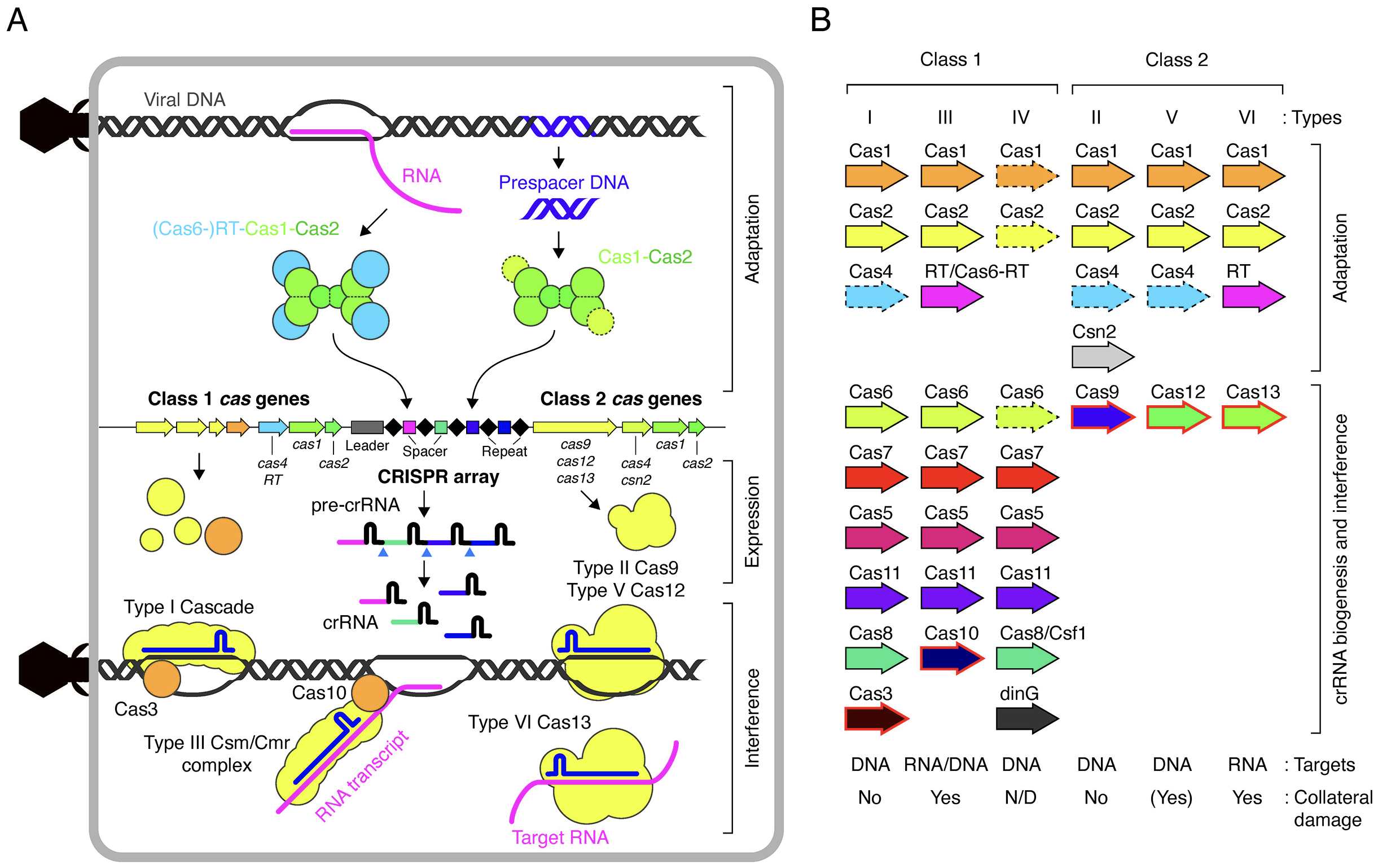 Publications – The Lab: Virus and Molecular Genome Engineering